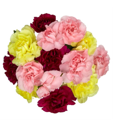 Mixed Mini Carnations, 12 Stems, Pastel Tones | eBay
