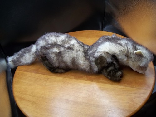 Folkmanis Ferret Hand Puppet Plush Toy Large 24" Length Soft Movable ...