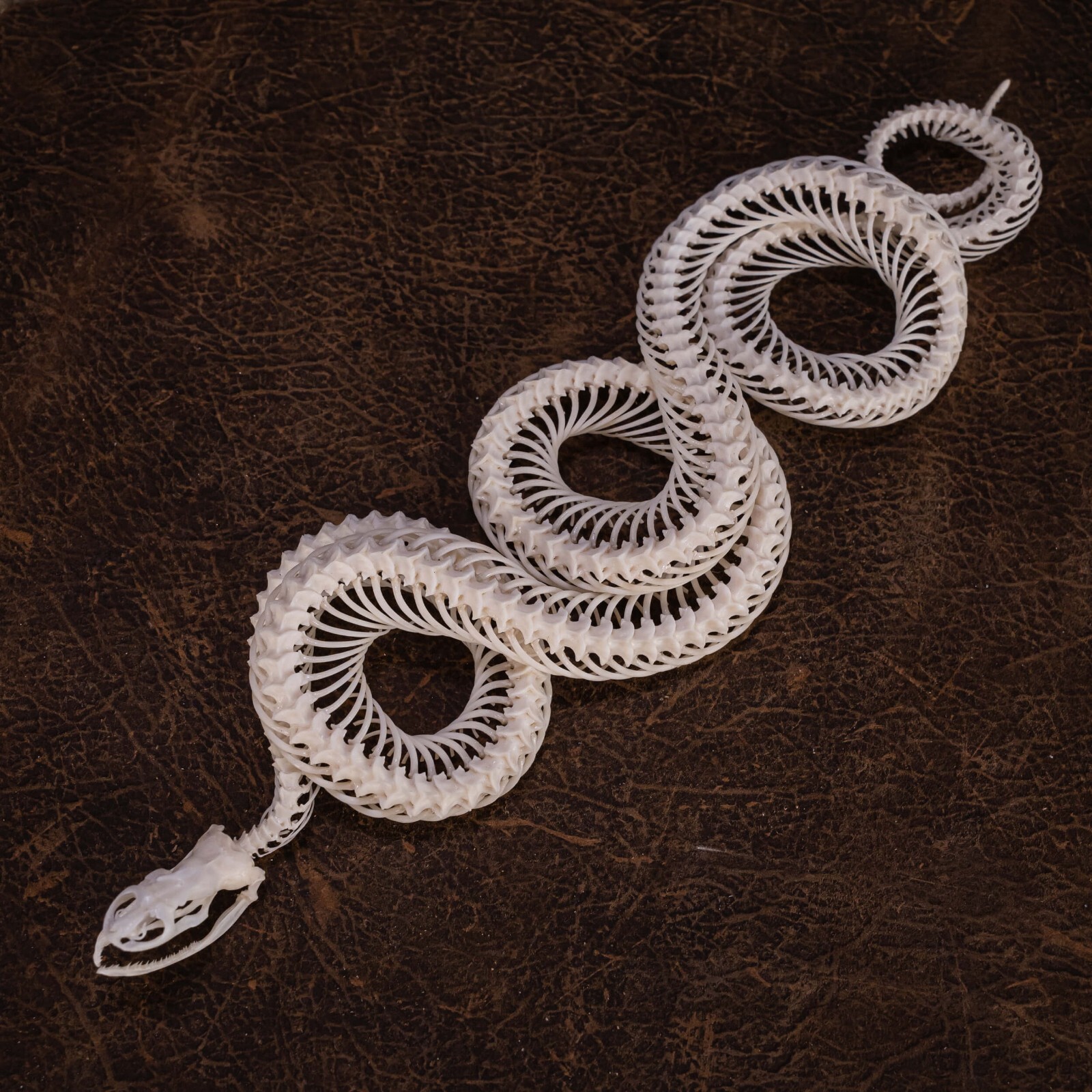 Real Snake skeleton, snake taxidermy, snake fangs, snake skull, viper ...