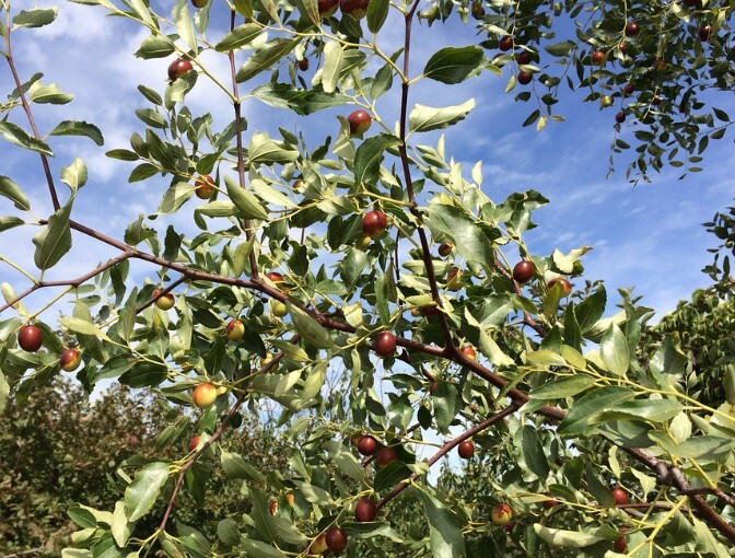 Bare root Chinese Jujube (Shanxi li) Tree 4-5 feet/120 cm tall 山西大枣树 | eBay
