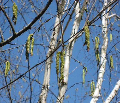Betula Jacquemontii / Himalayan Birch Tree, Peat Free, 12L 100-125cm ...