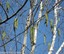 Betula utilis Jacquemontii / Himalayan Birch Tree grown peat free 4-5ft ...