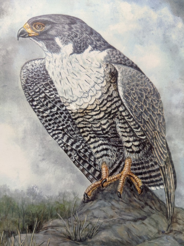 Signed Doris Anderson PEREGRINE FALCON Lithograph Print - MINT ...