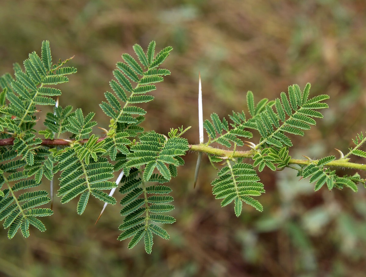 Umbrella Thorn Acacia Acacia Tortillis African Plants