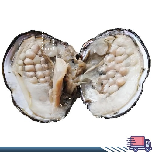 20-25 PCS Natural Akoya Pearl Oysters 5-7mm Real Pearl Freshwater Pearl ...
