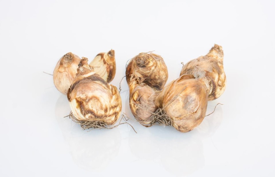 25 Daffodil Bulbs Small Cupped Spring Flowering Bulbs 8/10 Mini ...