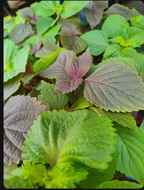 3 Shiso Perilla Live Plant Green Purple Beefsteak Plant Ready To Plant (Tía Tô ) | eBay