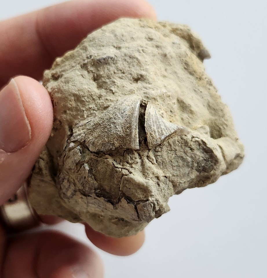 89g Brachiopod Clam Shell Fossil Cretaceous From Brown County Texas | eBay