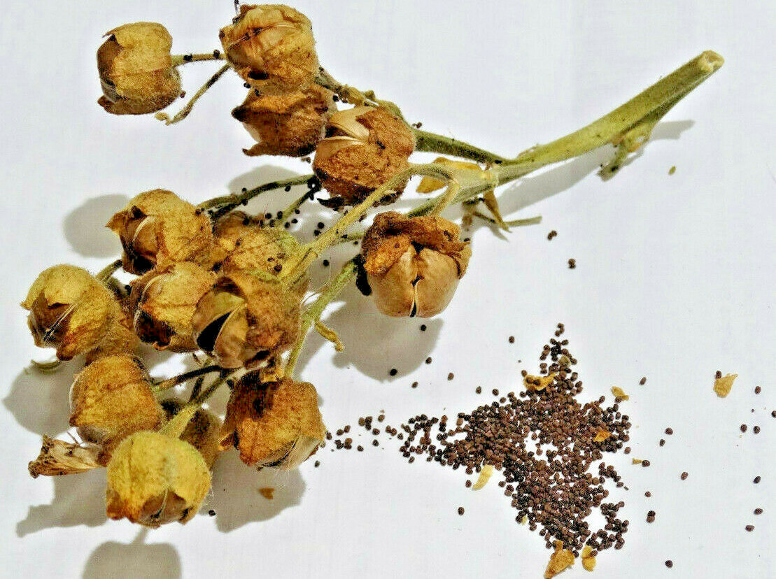 Ceremonial Indian TOBACCO 1000+ SEEDS NICOTIANA RUSTICA Mapacho Aztec ...