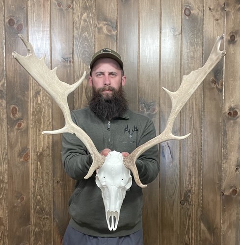 Dark Perfect Fallow Deer Antler Horn Fake Skull Mount Taxidermy Rack ...