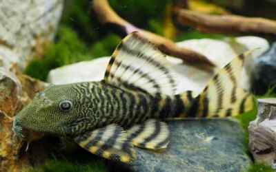 Tigerhead Pleco L226 3–4” – Rare Algae Eater – Live Freshwater Aquarium ...