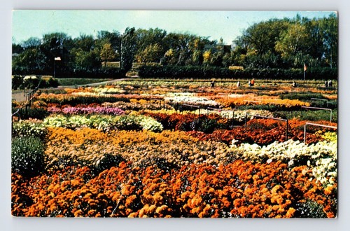 Postcard Minnesota Fairbault MN Mum Flower Lehman Garden 1960s Unposted ...