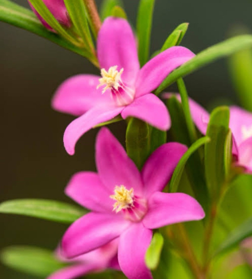 CROWEA exalata ‘Darkside’ In 70mm Square Pot Native Plant wildflower | eBay