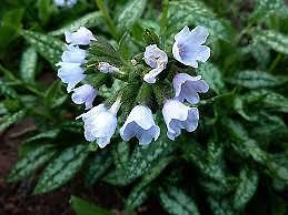 Pulmonaria Hybrid 'Opal' perennial plant in a 17cm pot | eBay UK