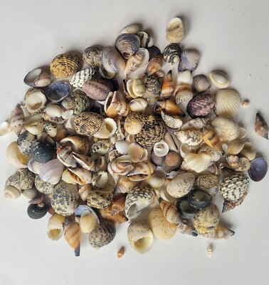 Sea Shells Lot Of 100 Small-Medium Assorted Types Nice! | eBay