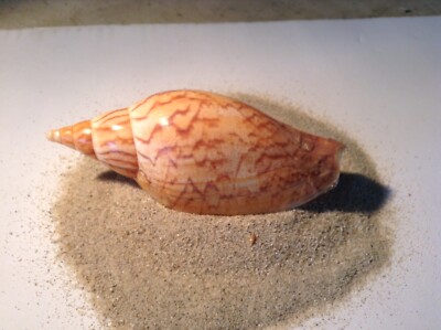 Vintage,Volute Sowerbyi, 138mm, Specimen, Sea shell, S Australia ...