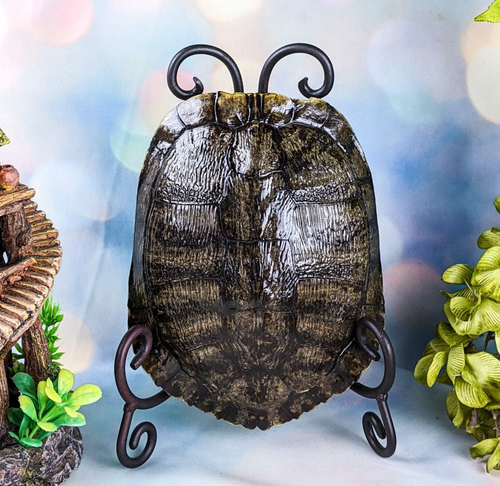 Red Eared Slider Turtle Shell Stand Display Taxidermy Curiosities ...