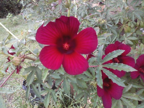 One Dozen Seeds: October Roses, Monarch Rose Mallow, Ruby Hibiscus | eBay