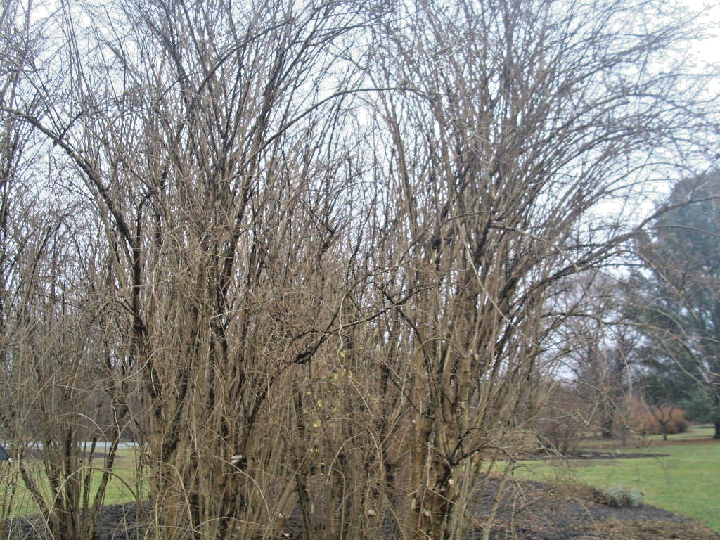 25 RUYS PINK BEAUTY BUSH SEEDS - Kolkwitzia amabilis | eBay