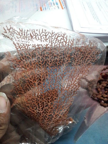 Energized Indrajal Root Magic Tantra Indrajaal Protection Money Luck ...