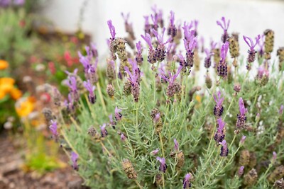 Lavender French L. dentata 1000+ seeds | eBay