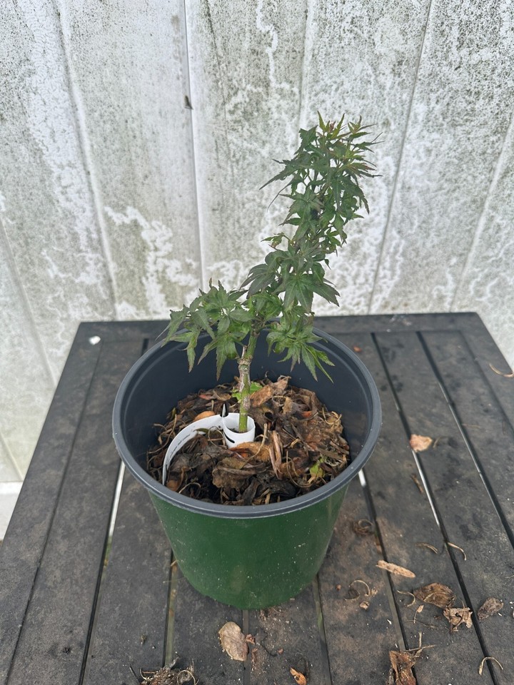 Acer palmatum Red Lion "Kurenai Jishi" rare Japanese maple trade gallon ...