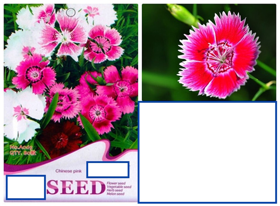 20 EXOTIC RARE CARNATION SEEDS for garden flower beds plant bush USA ...