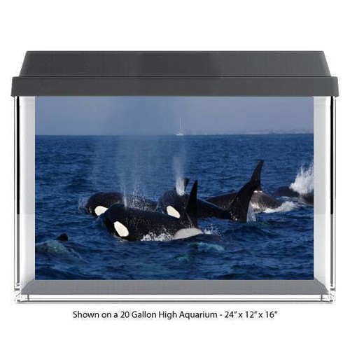 Pod Of Killer Whales Polyester Fish Tank Glass Back Drop Aquarium ...