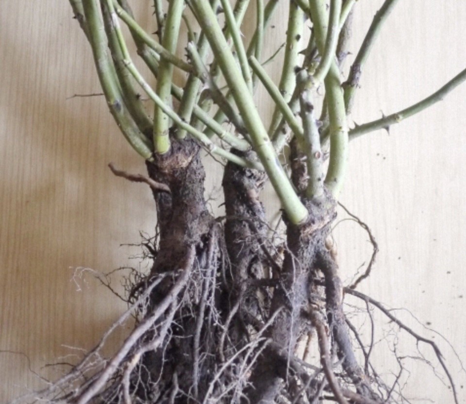 CLIMBING ROSE INDIGOLETTA BARE ROOT GARDEN ROSE,PERNNIAL PLANTS | eBay UK