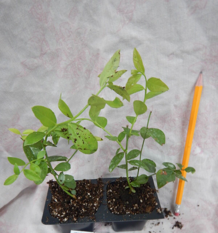 SUMMER SUNSET Blueberry Bush**Vaccinum**Starter Plant**Multi-colored ...