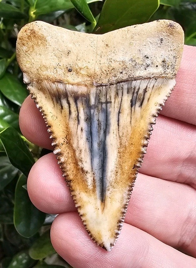 Peruvian Great White Shark Tooth Fossil Peru Not Megalodon | eBay
