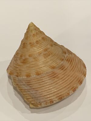 Calliostoma formosense 50mm F++ North EasternTaiwan | eBay