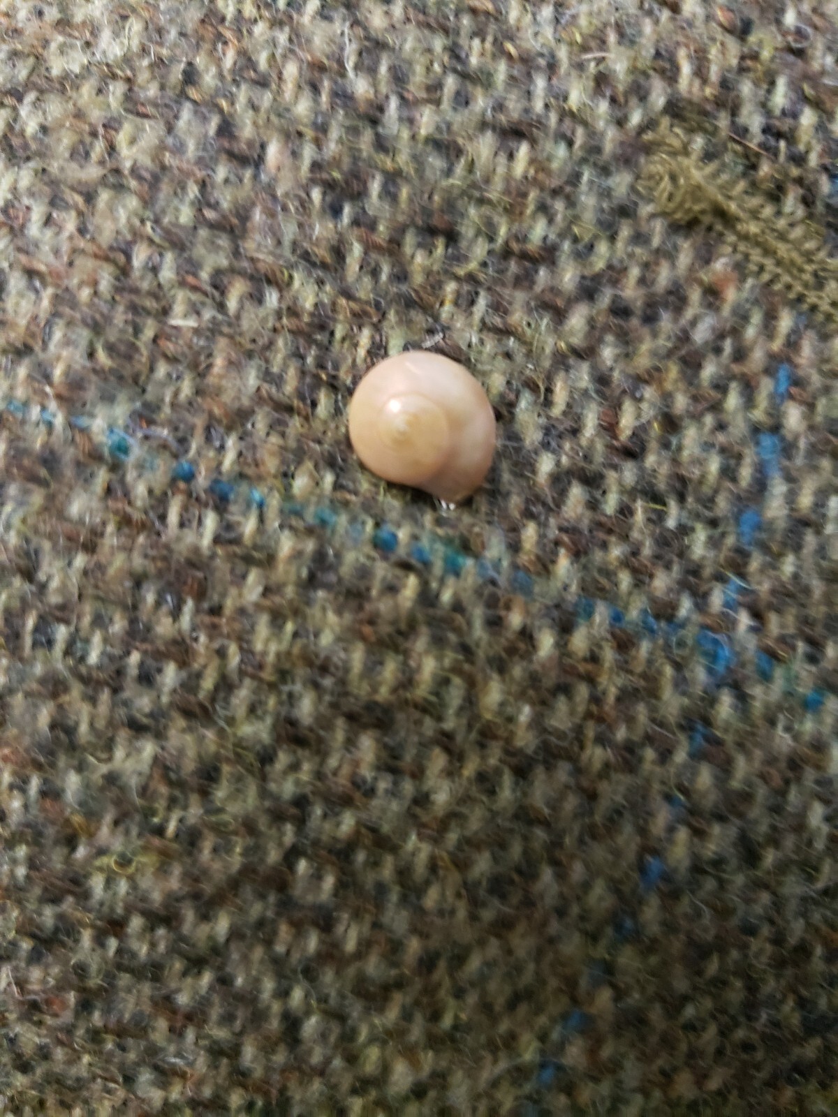 Real Sea Snail Shell Hat Lapel Stick Pin Brooch Micro Mini Tan Pink ...