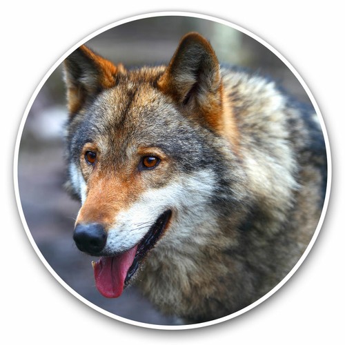 2 x Vinyl Stickers 7.5cm - Wild Wolf Wolves Dog Animal Cool Gift #8235 ...