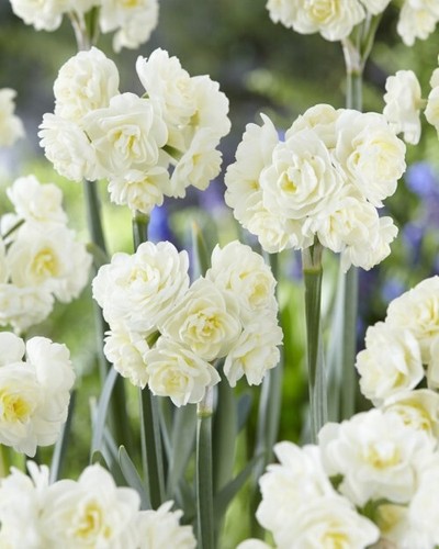 PAPERWHITE 'ERLICHEER' CHINESE SACRED LILY FLOWER BULBS FRAGRANT INDOOR ...