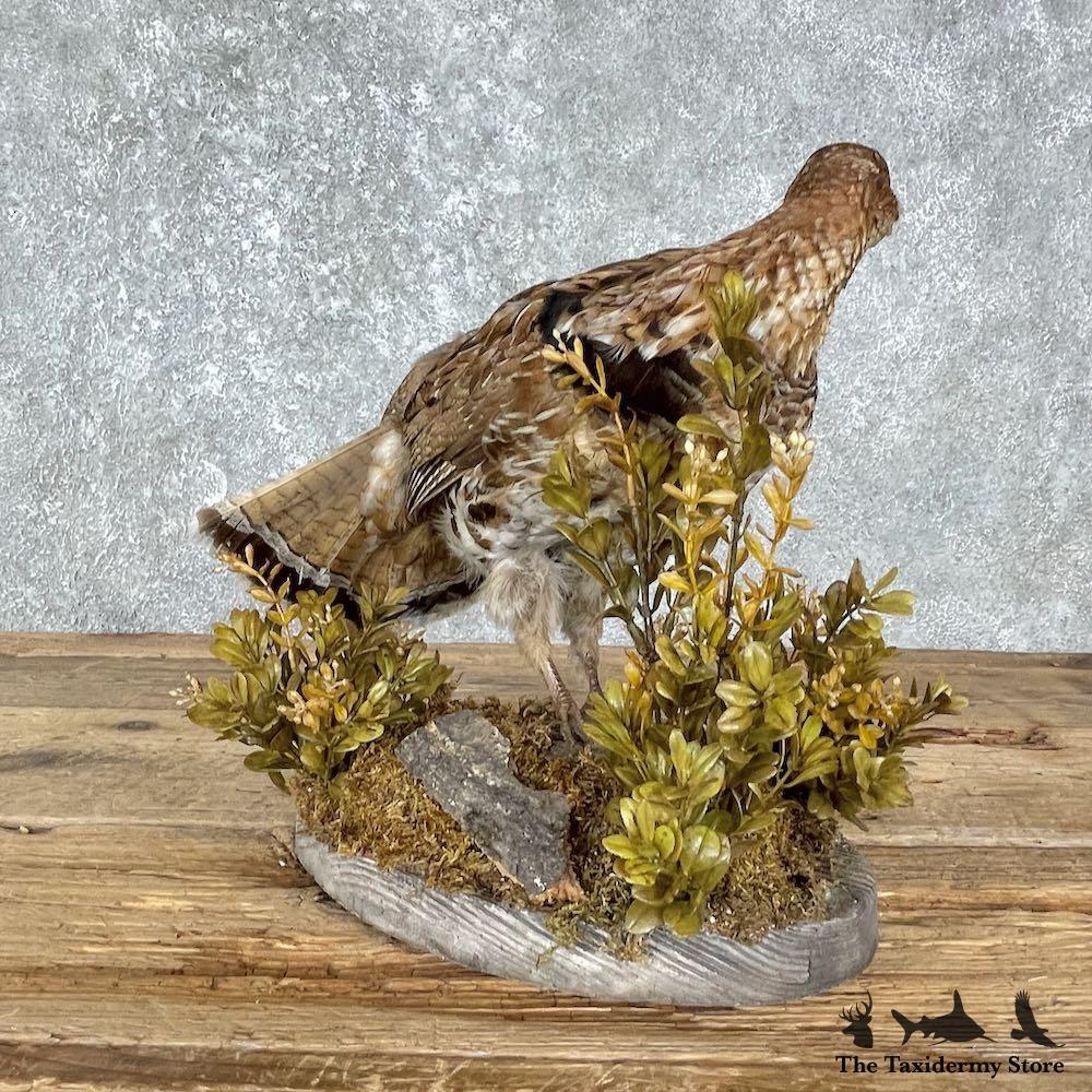 #25547 E | Ruffed Grouse Taxidermy Bird Mount For Sale | eBay