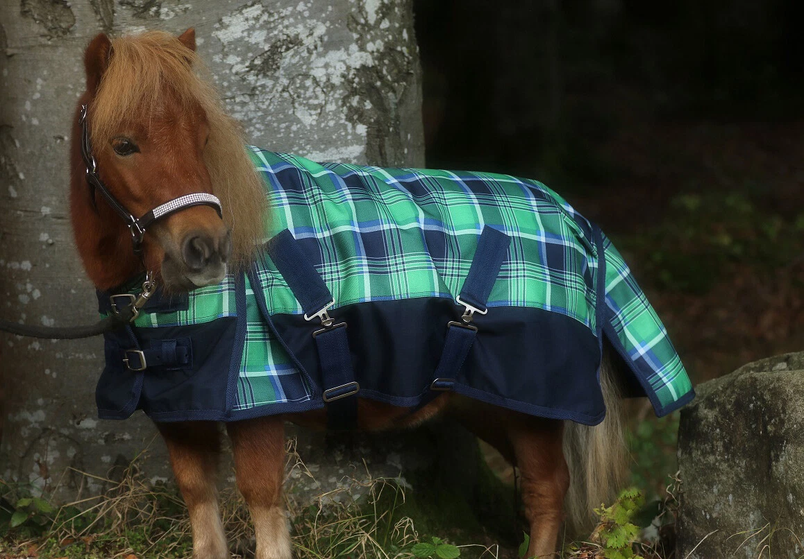 Shetland Pony Turnout Rugs | Bryont Blog