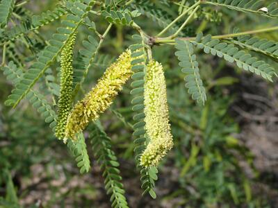 Prosopis velutina VELVET MESQUITE TREE SEEDS! | eBay