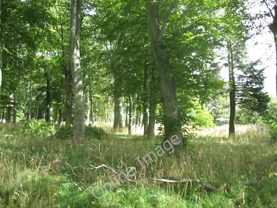 Photo 6x4 Crow Wood adjacent to Whitburgh House Fala/NT4361 c2010 | eBay UK