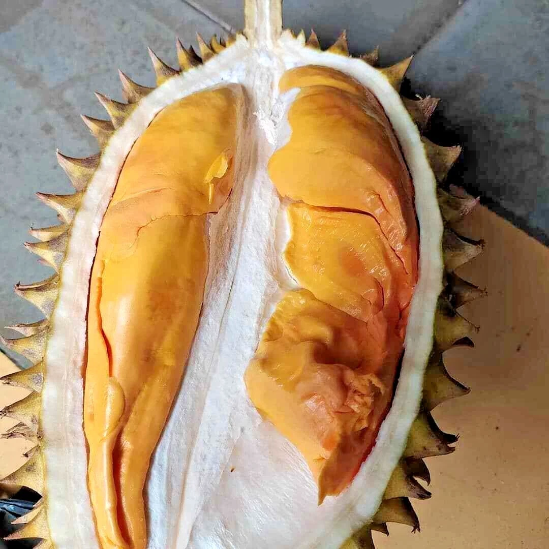 Durian Tembaga