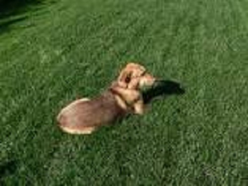 NEW FALCON IV TURF TYPE FESCUE GRASS SEED SUN OR SHADE #1 RATED GRASS ...