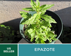 Epazote Seeds, Heirloom Mexican Tea Herb, Culinary and Medicinal, USA ...