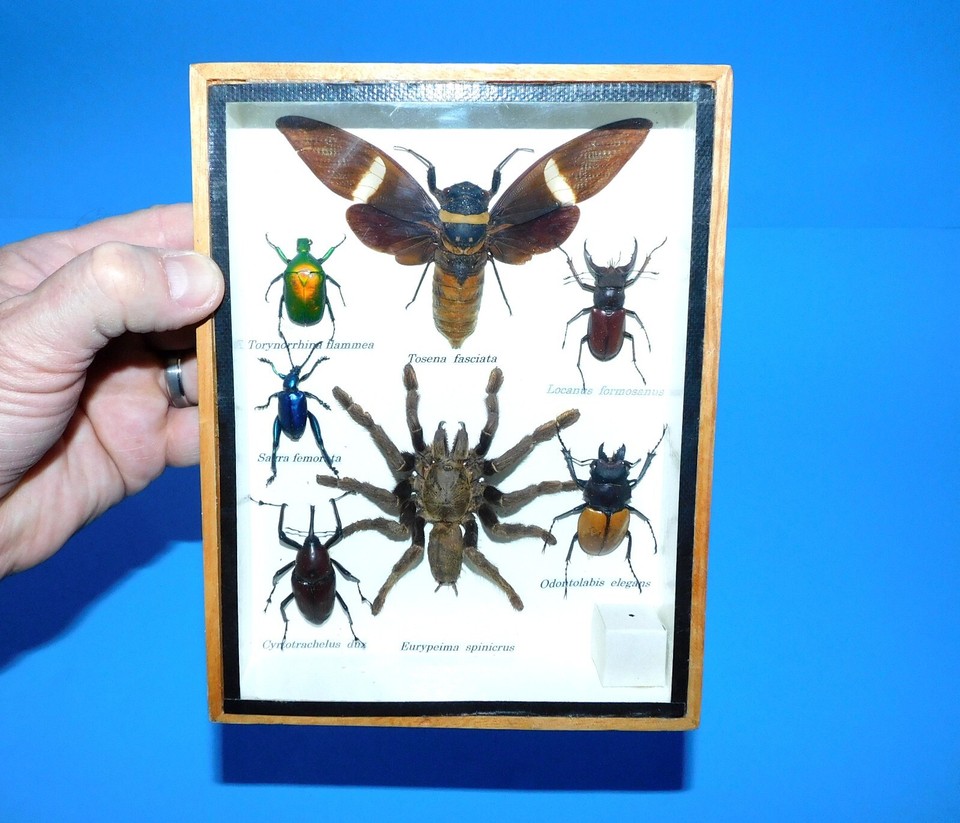 ENTOMOLOGY INSECT TAXIDERMY SHADOW BOX w/ TARANTULA, BEETLES, GIANT ...