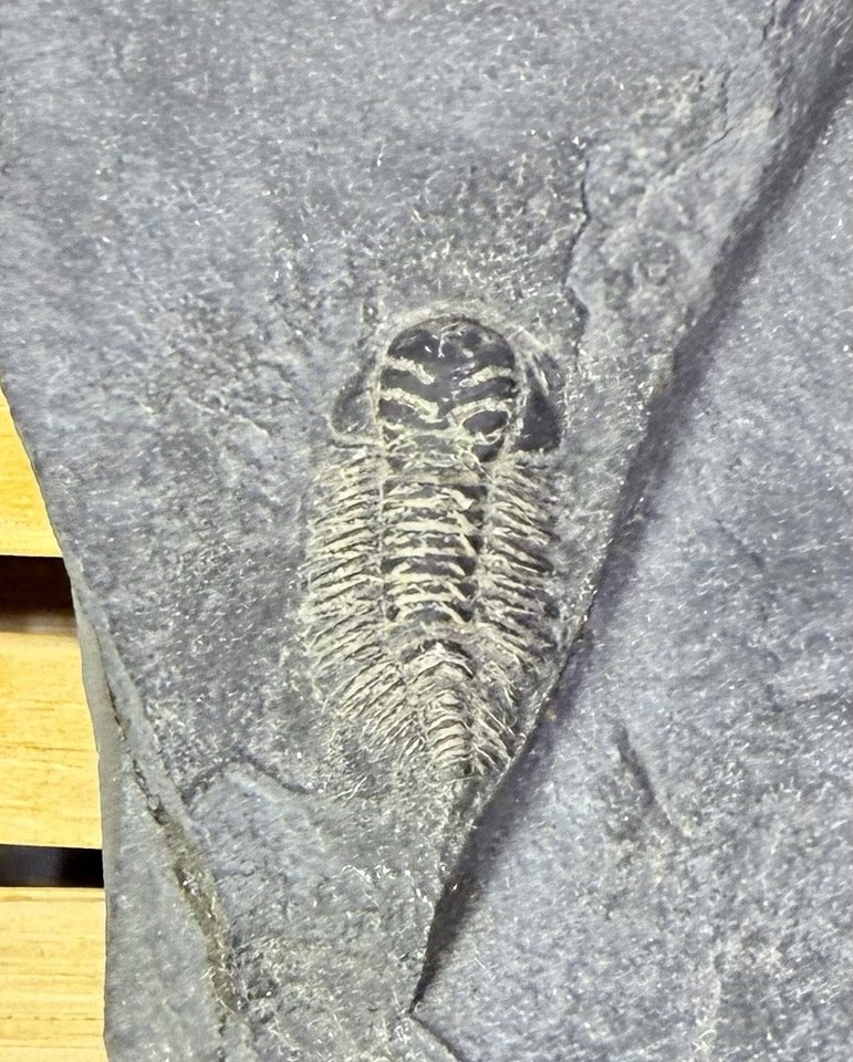 Triarthrus Eatoni Trilobite Fossil ~ Ontario Canada ~ Ordovician Period ...