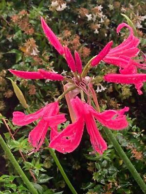 Five Red Nerine (Nerine bowdenii) Bulbs to Plant (Free UK Postage ...