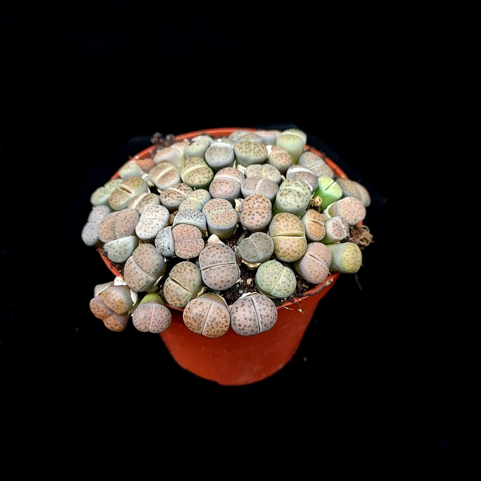 Mixed Lithops group Living Stones pebble plant succulent in 8cm pot | eBay