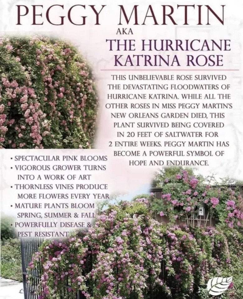 Peggy Martin/Katrina Rose Plant 14-20 inch established rose Plant ...