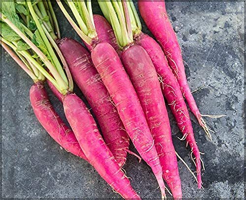 Golden Hills Farm Hybrid Red Mooli Radish long 500+ Seeds | eBay
