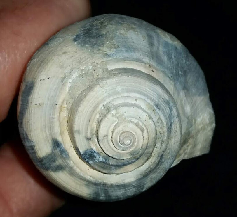 Whelk Fossil / Fossilized sea shells gastropod collectors collections ...