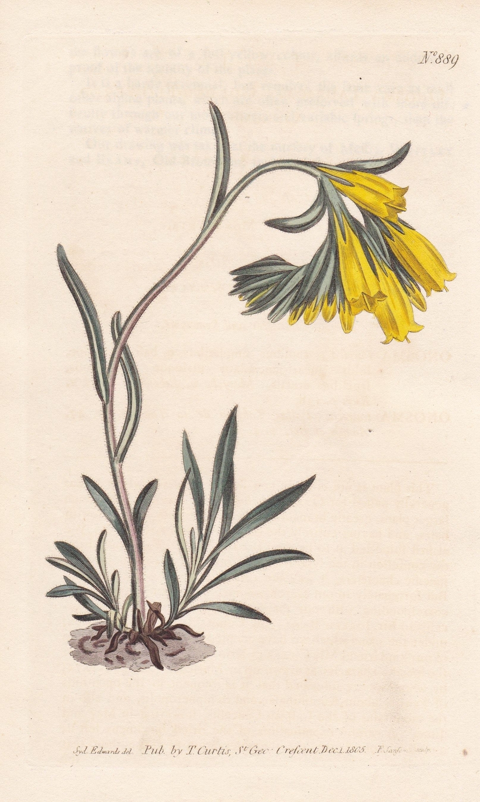 Golden-Flowered Onosma Flower Botany Engraving Copperplate Curtis 889 ...